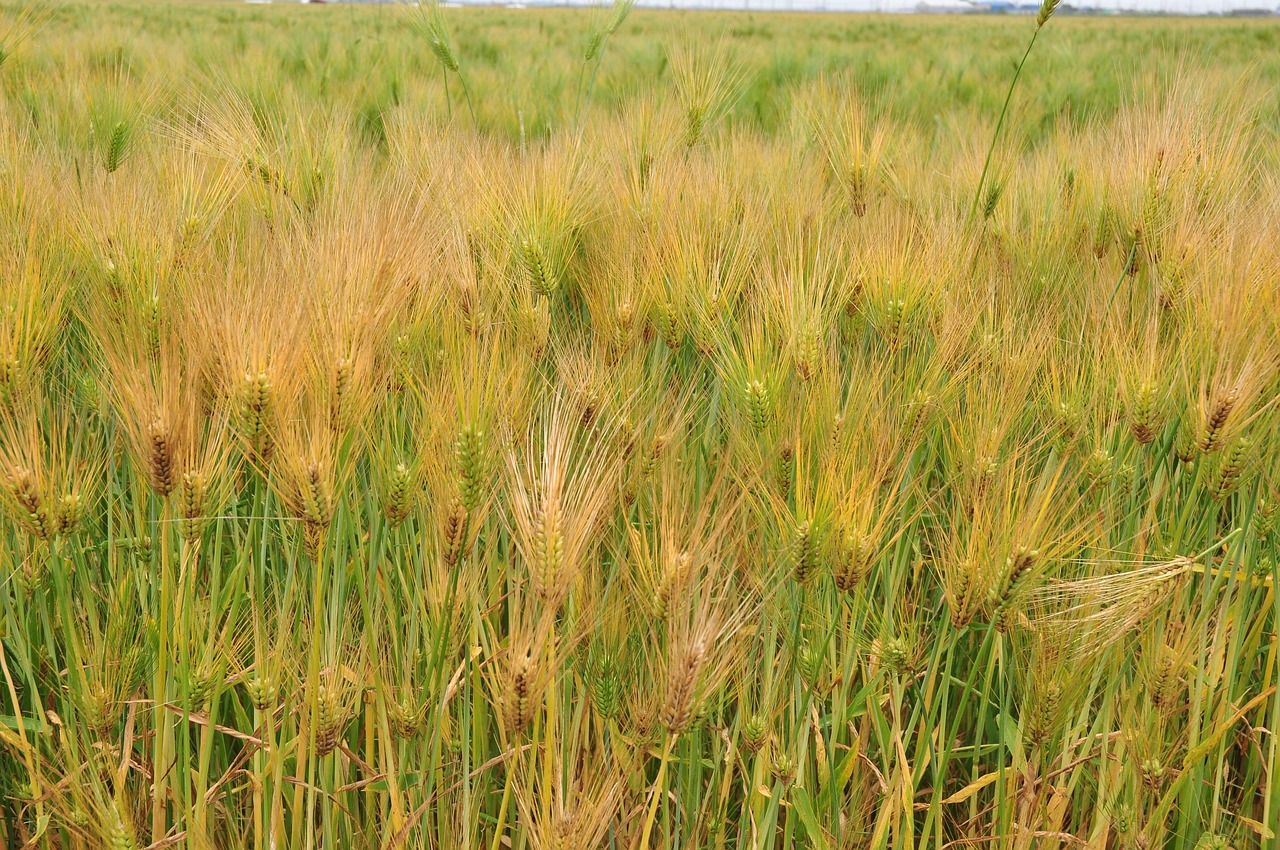 Barley A Field Plant - Free photo on Pixabay