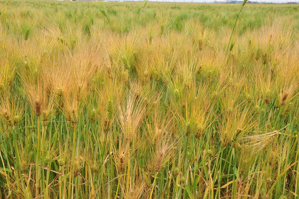 Barley A Field Plant - Free photo on Pixabay
