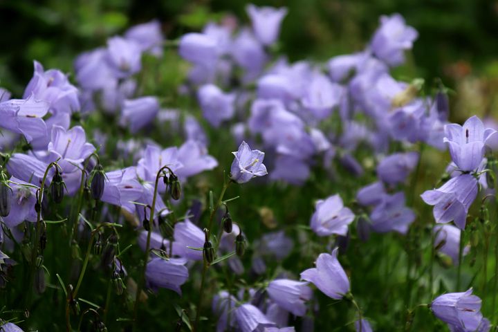 500+ Free Blue Bells & Blue Photos - Pixabay