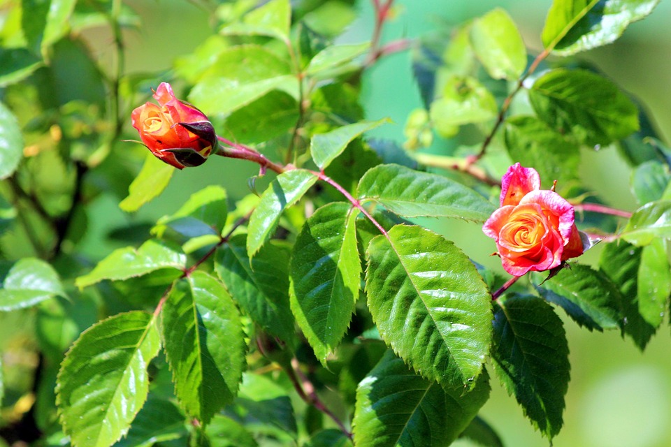 Roses Rosier Plante - Photo gratuite sur Pixabay - Pixabay
