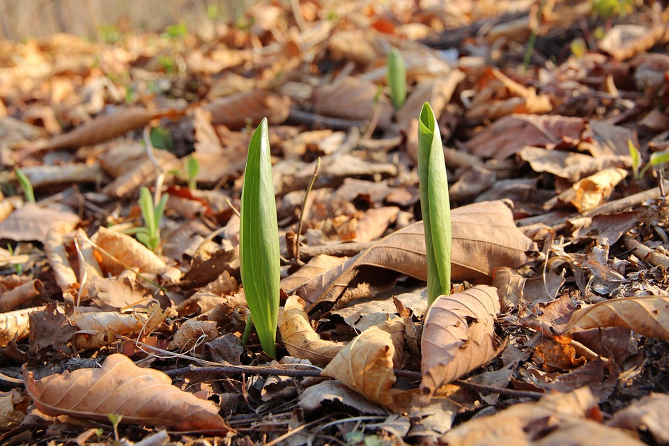 Spring Fallen Leaves Greens - Free photo on Pixabay