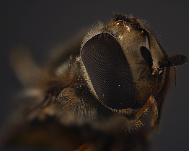 Hover Fly Compound Eye Close - Free photo on Pixabay