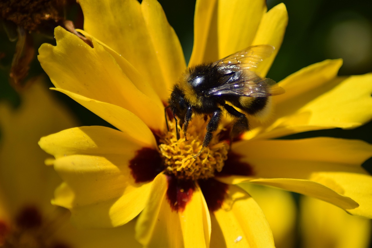 Bourdon Bombus Terrestre Fleur - Photo gratuite sur Pixabay - Pixabay