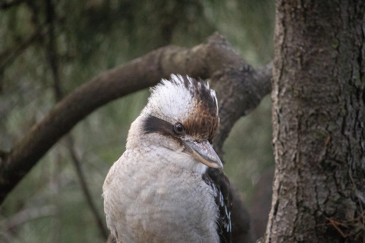 Kookaburra Australia Bird - Free photo on Pixabay