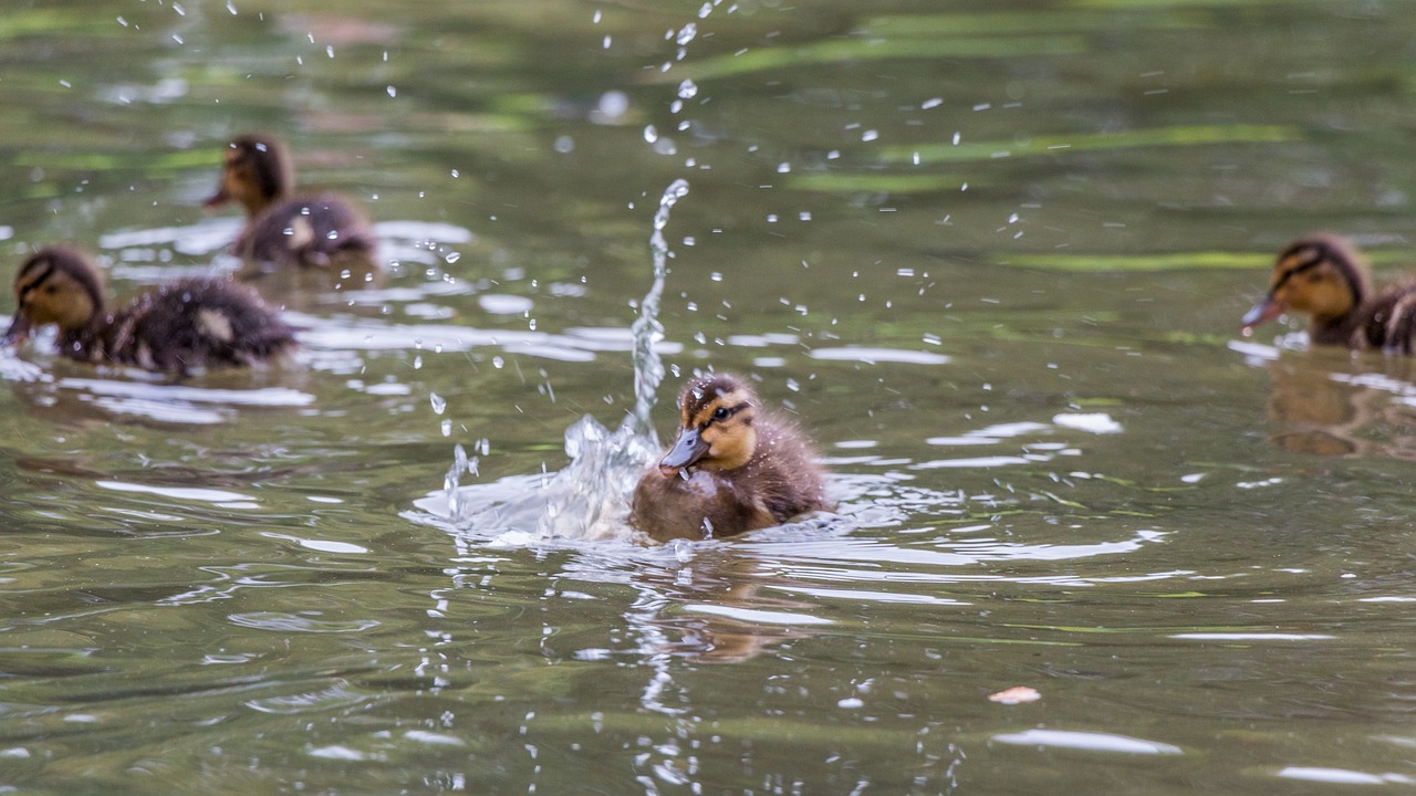 Pato Polluelo Naturaleza - Foto gratis en Pixabay - Pixabay