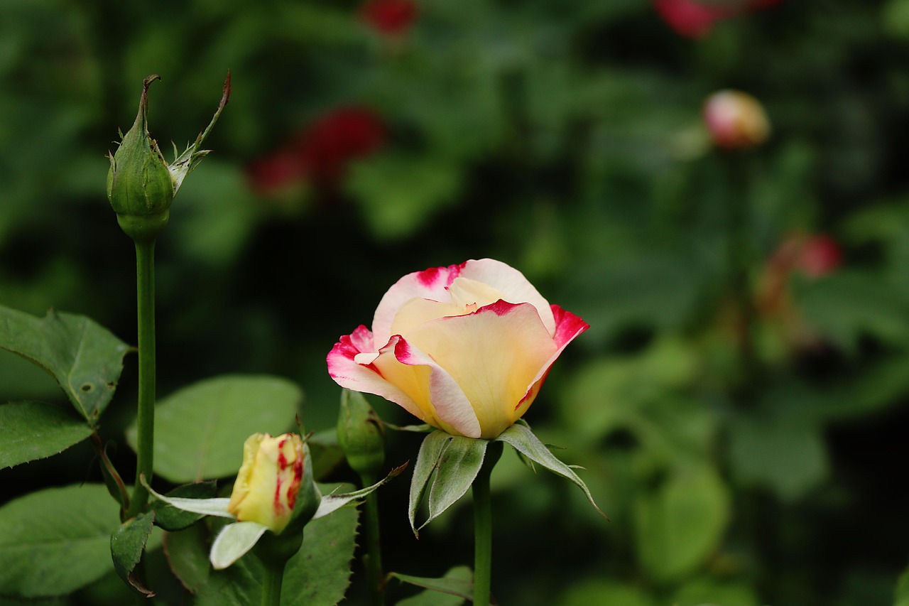 Mawar Bunga Taman - Foto gratis di Pixabay - Pixabay