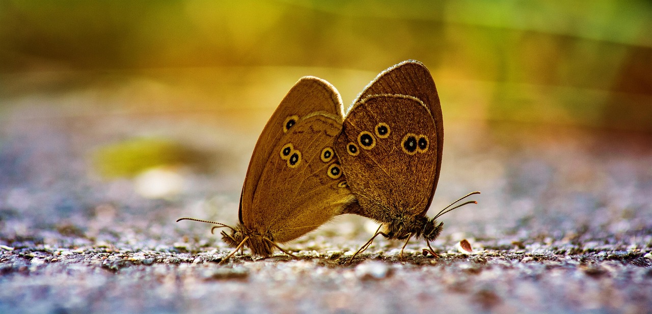 Butterfly Pairing Mate Brown - Free photo on Pixabay