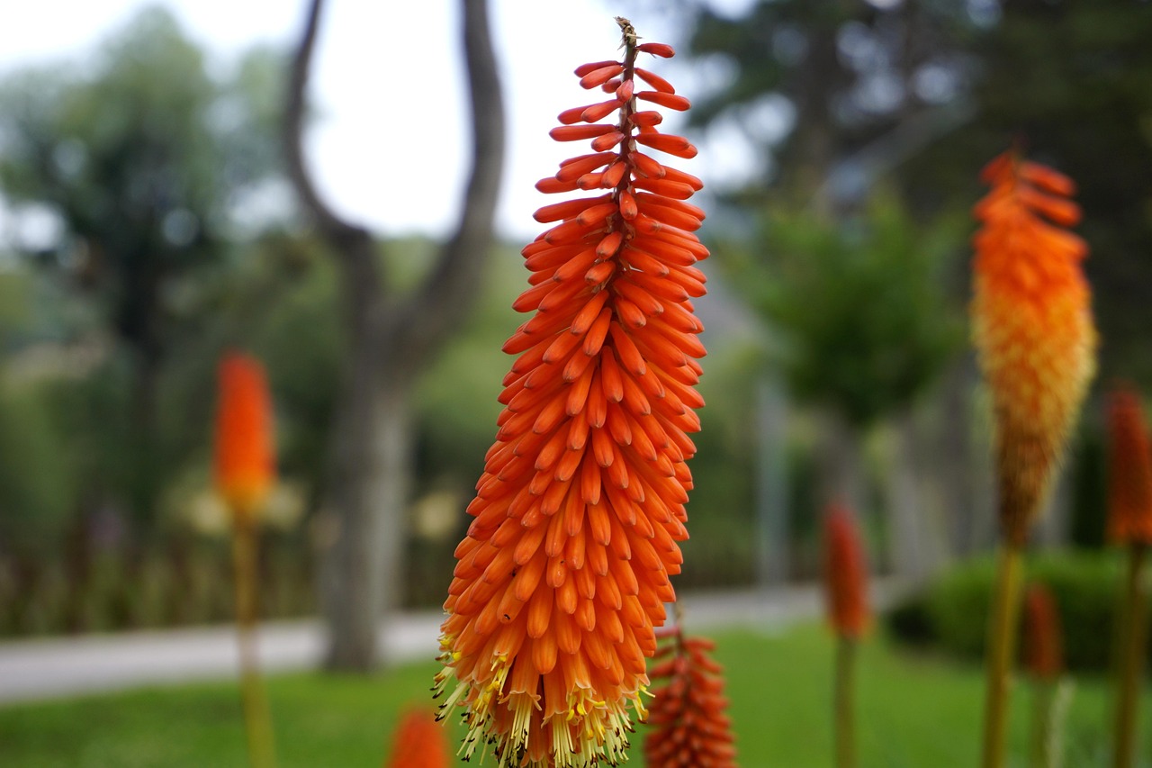 Flower Turkey Kniphofia - Free photo on Pixabay - Pixabay