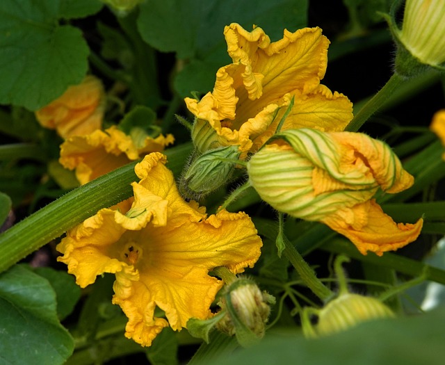 Citrouille Fleur Jardin La - Photo gratuite sur Pixabay - Pixabay