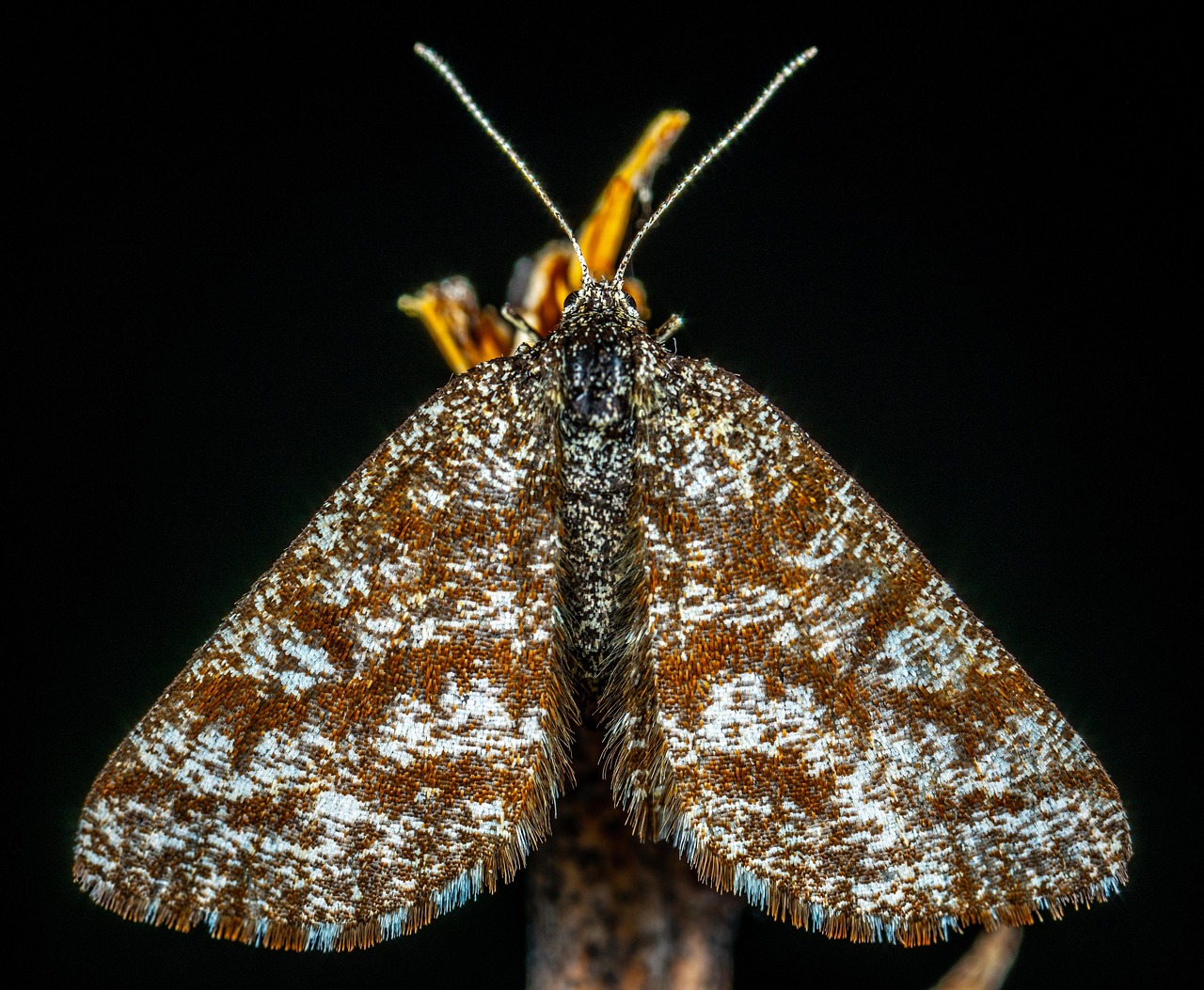 Macro Insecto Invertebrado - Foto gratis en Pixabay - Pixabay
