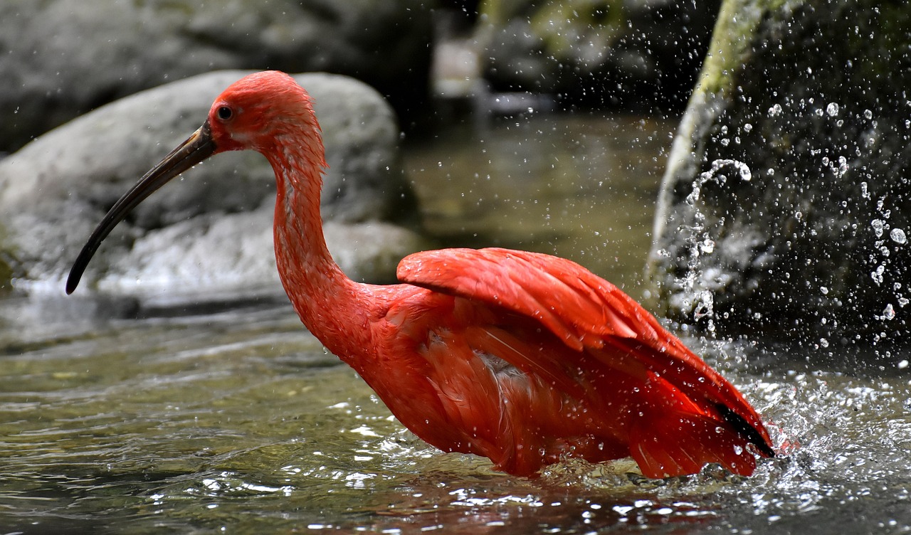 80+ Free Scarlet Ibis & Ibis Photos - Pixabay