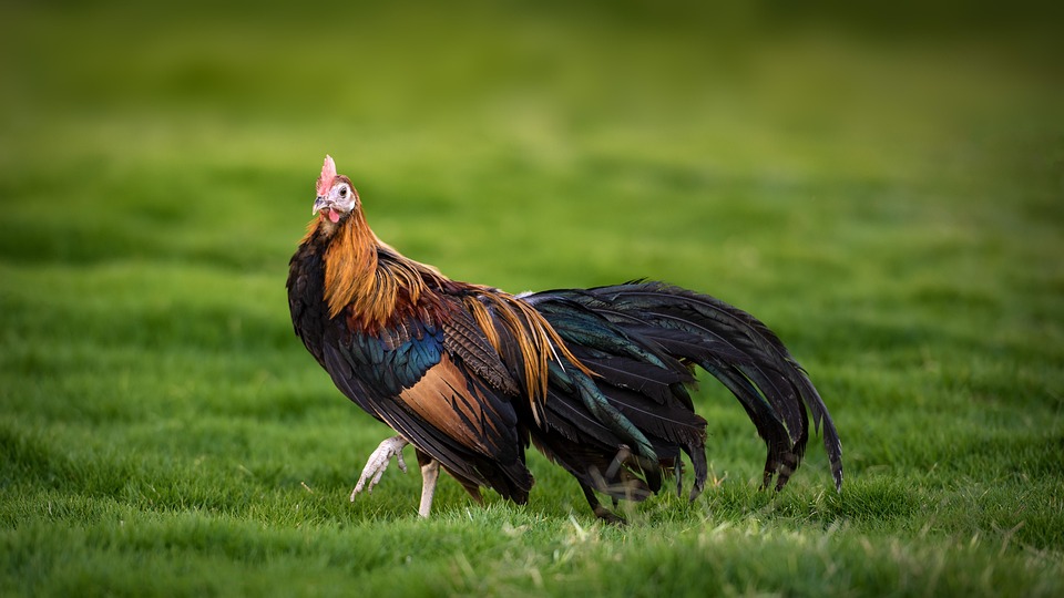 Hahn Phoenix Hähnchen - Kostenloses Foto auf Pixabay