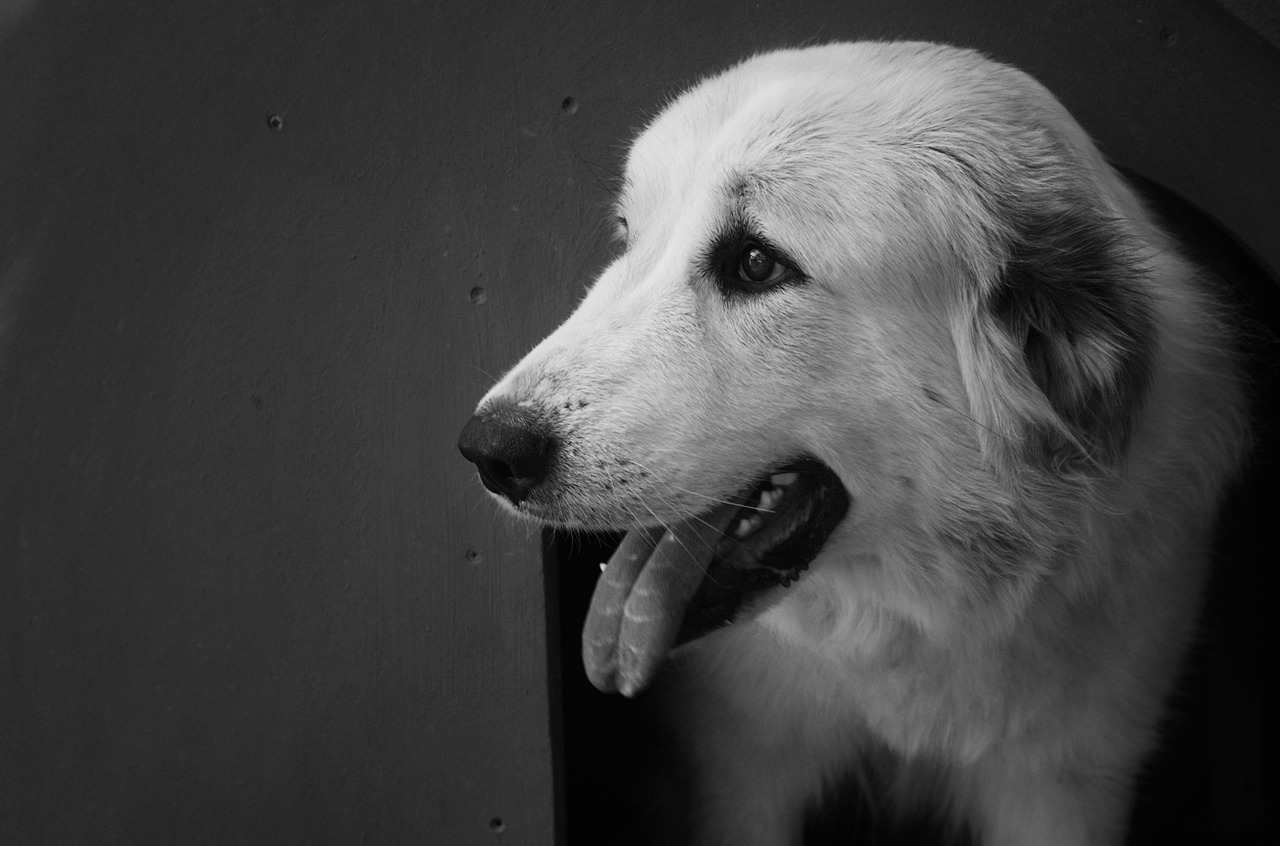 Hund Tiere - Kostenloses Foto auf Pixabay - Pixabay