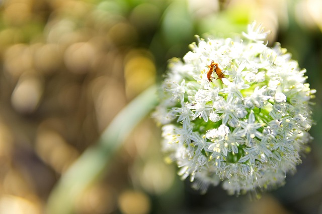 Fleur Jardin Oignon - Photo gratuite sur Pixabay
