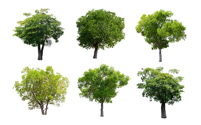 Isolated Deciduous Tree Summer - Free photo on Pixabay - Pixabay