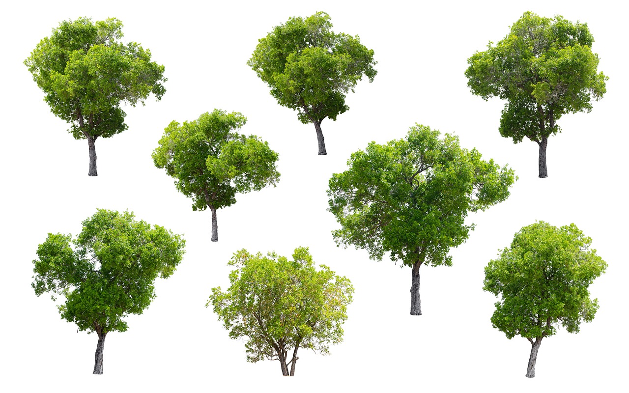 Tree Isolated Nature - Free photo on Pixabay - Pixabay