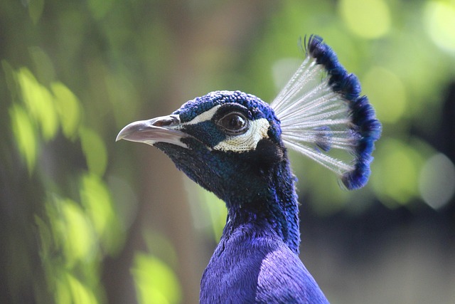 Peacok Peacock Natural - Free photo on Pixabay