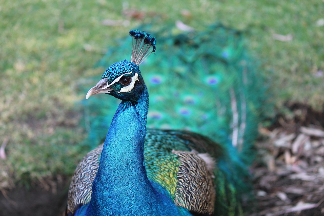 Peacok Blue Colors - Free photo on Pixabay