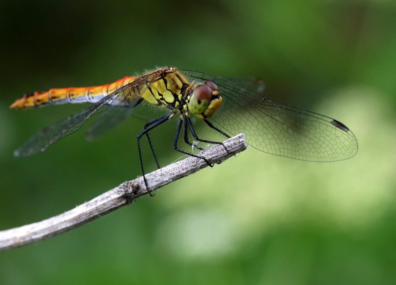 Libellule Insecte Girouette Du - Photo gratuite sur Pixabay - Pixabay