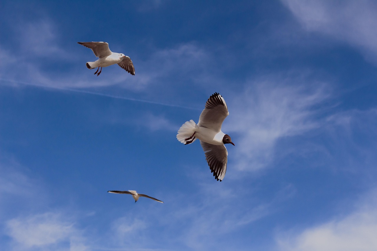 Animal Aves Retrato - Foto gratis en Pixabay