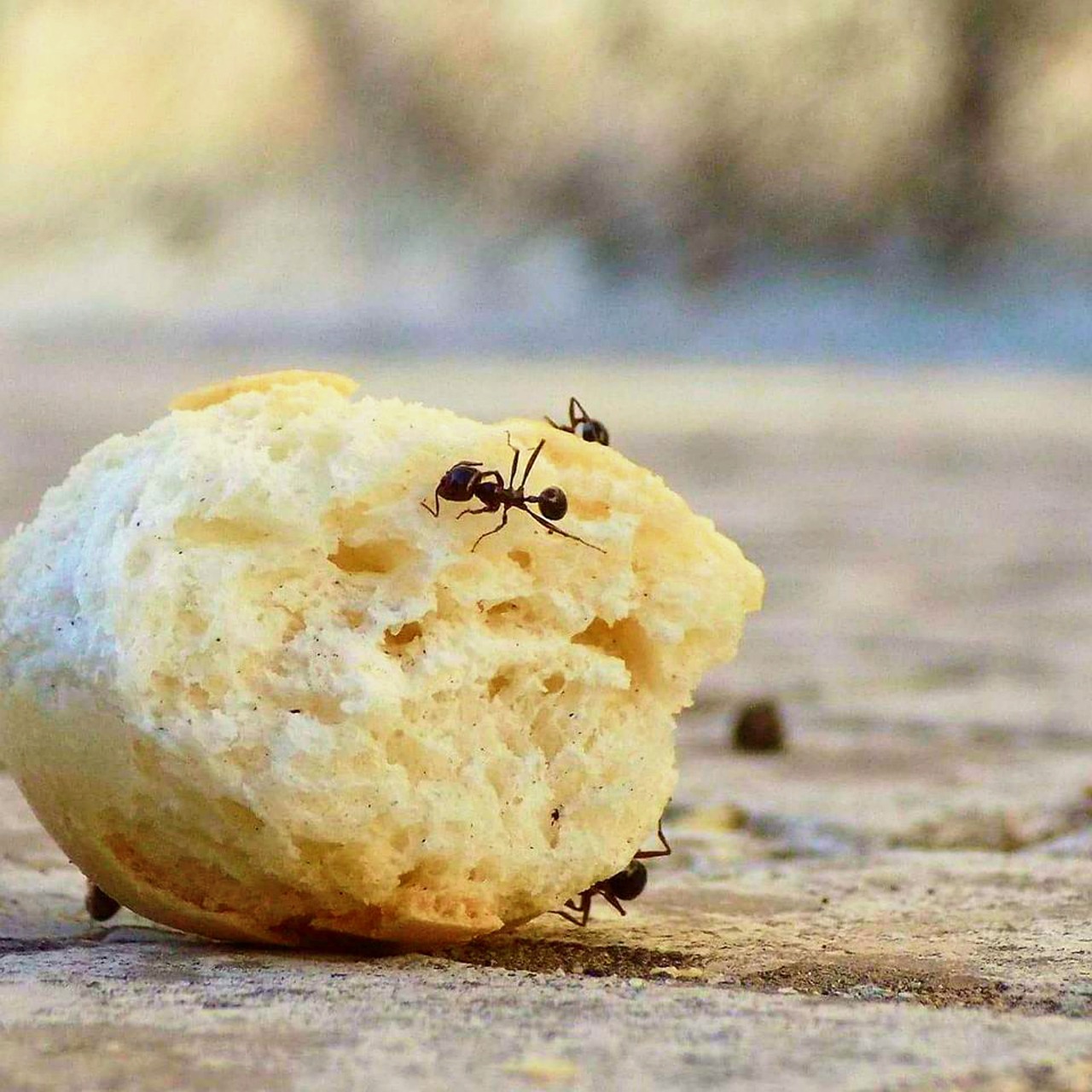 Animals Ants Work Bread Free Photo On Pixabay Animals Ants Work Bread Free Photo On Pixabay