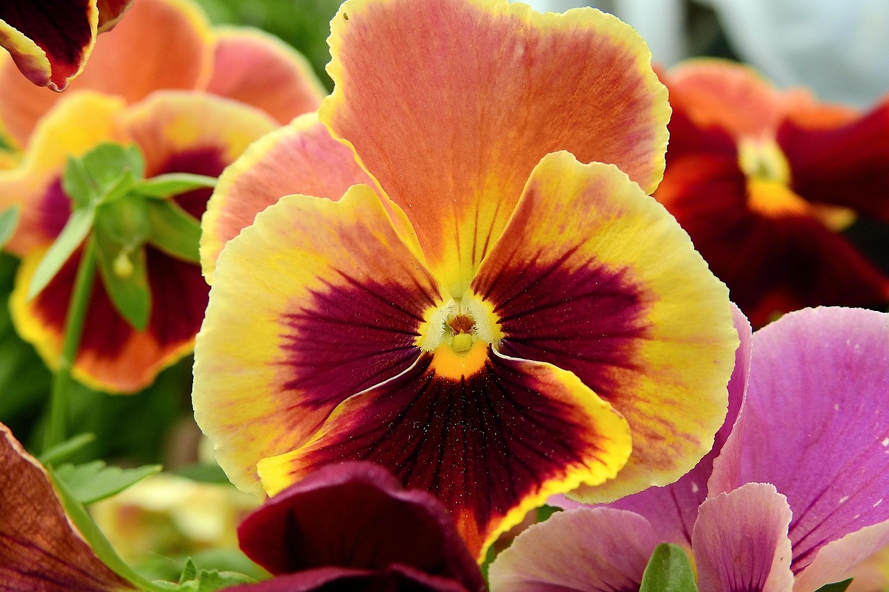 Pansies Nature Garden - Free photo on Pixabay - Pixabay