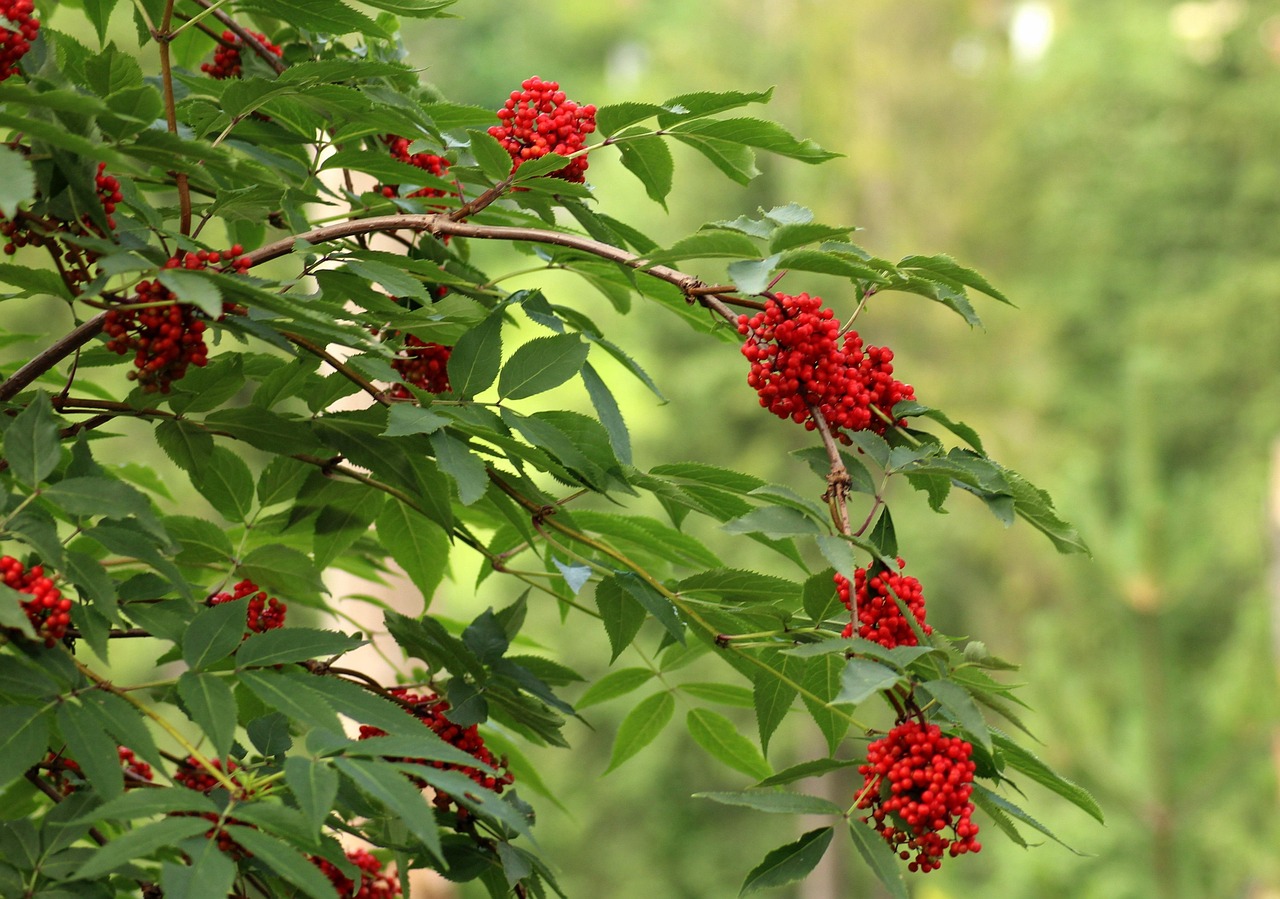 Sorbus Aucuparia Vegetation Bush - Free photo on Pixabay