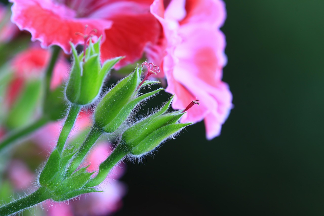 Diente De León Flor Florecer - Foto gratis en Pixabay - Pixabay