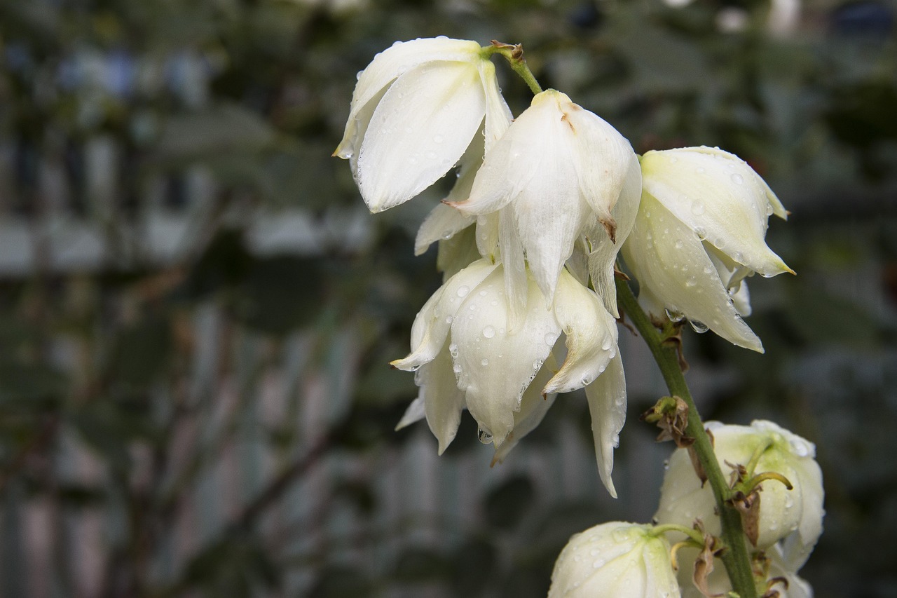Flowers Yucca Bloom - Free photo on Pixabay