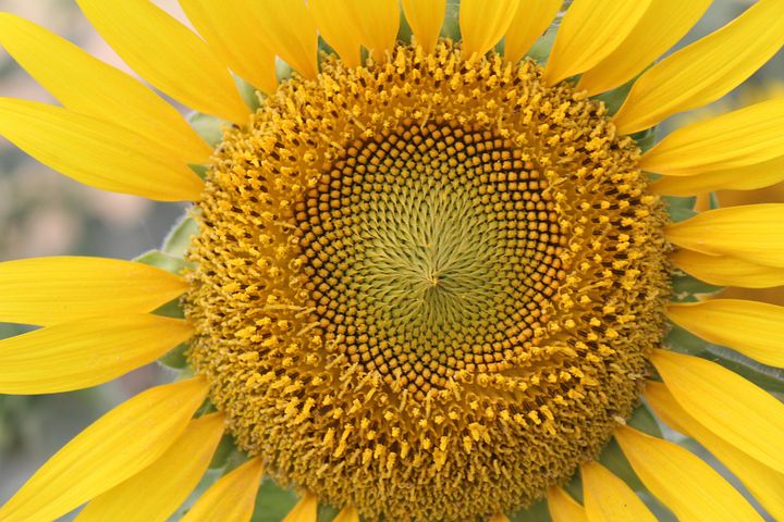 100+ Free Anther & Flower Images - Pixabay