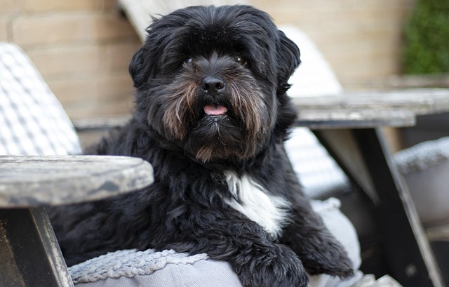 Chien Le Noir Boomers - Photo gratuite sur Pixabay - Pixabay