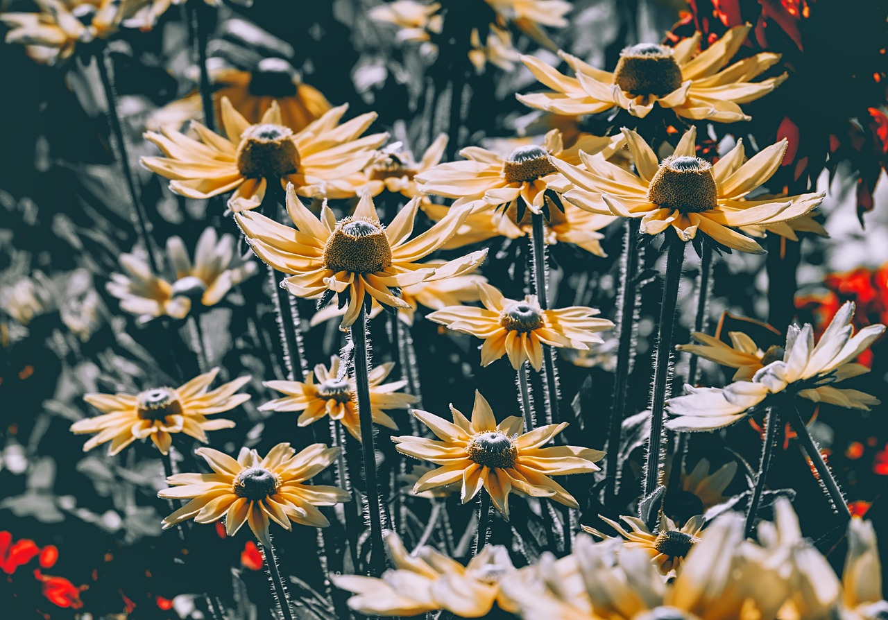 1,000+ Free Coneflower & Echinacea Images - Pixabay
