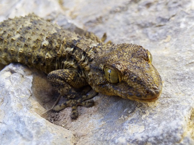Dragon Lizard Gecko - Free photo on Pixabay - Pixabay
