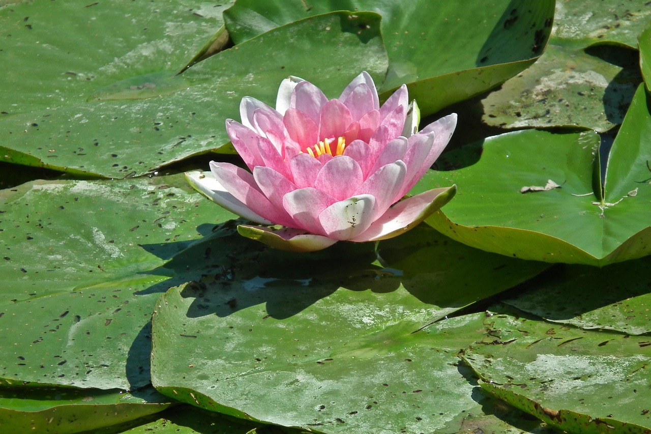 Bunga Teratai Daun - Foto gratis di Pixabay - Pixabay