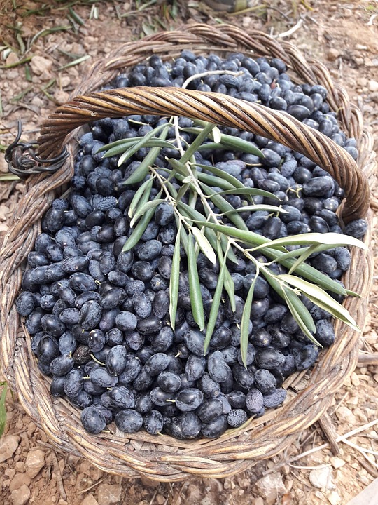 Olives Mediterranean Olive Grove - Free photo on Pixabay - Pixabay
