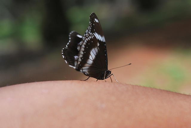 Butterfly Nature Wild - Free photo on Pixabay