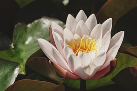 Nenúfar Planta Acuática La · Foto gratis en Pixabay