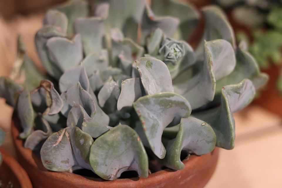 Potted Plant Macro - Free photo on Pixabay