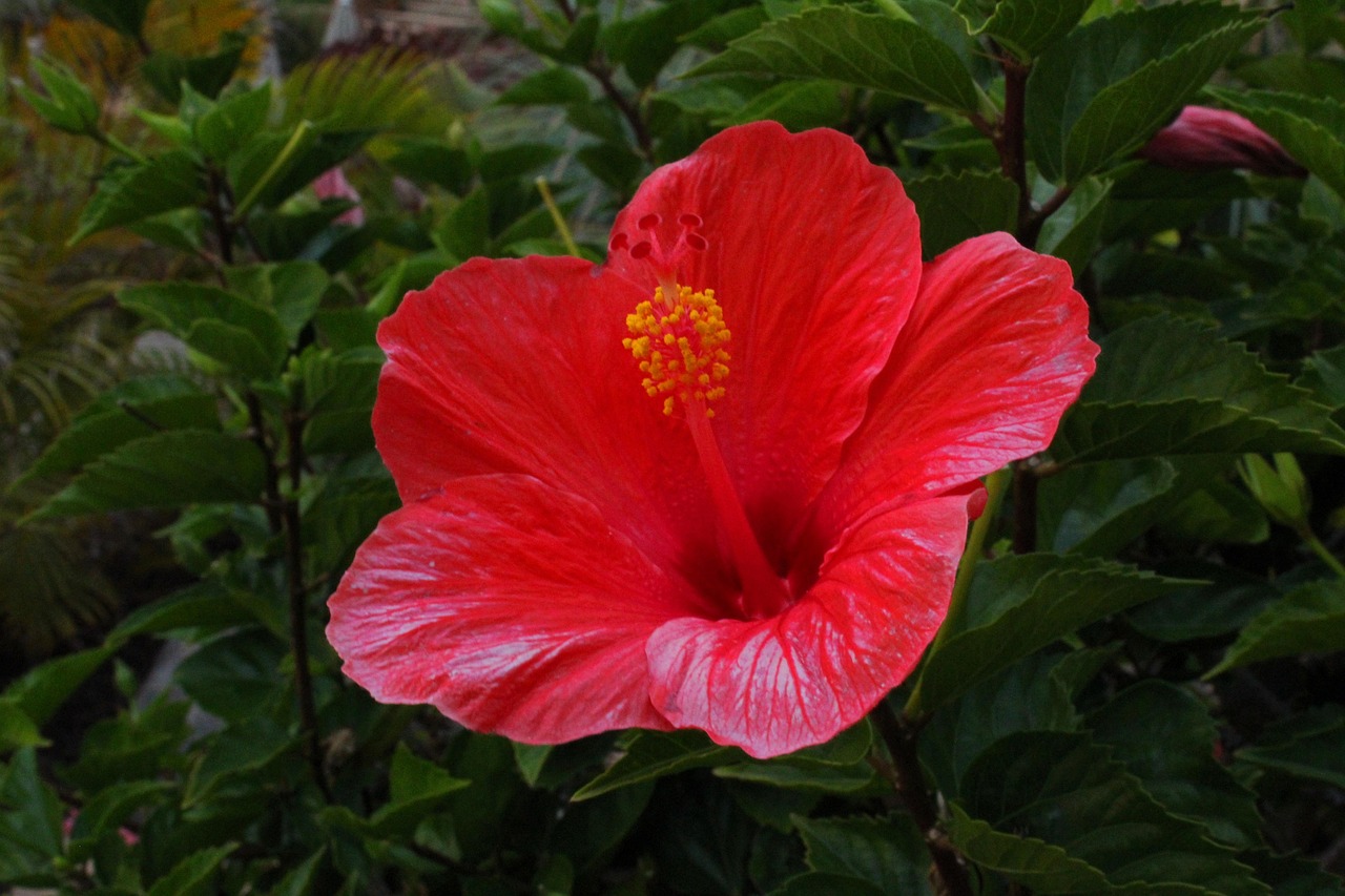 Fleur Rouge La Nature - Photo gratuite sur Pixabay - Pixabay