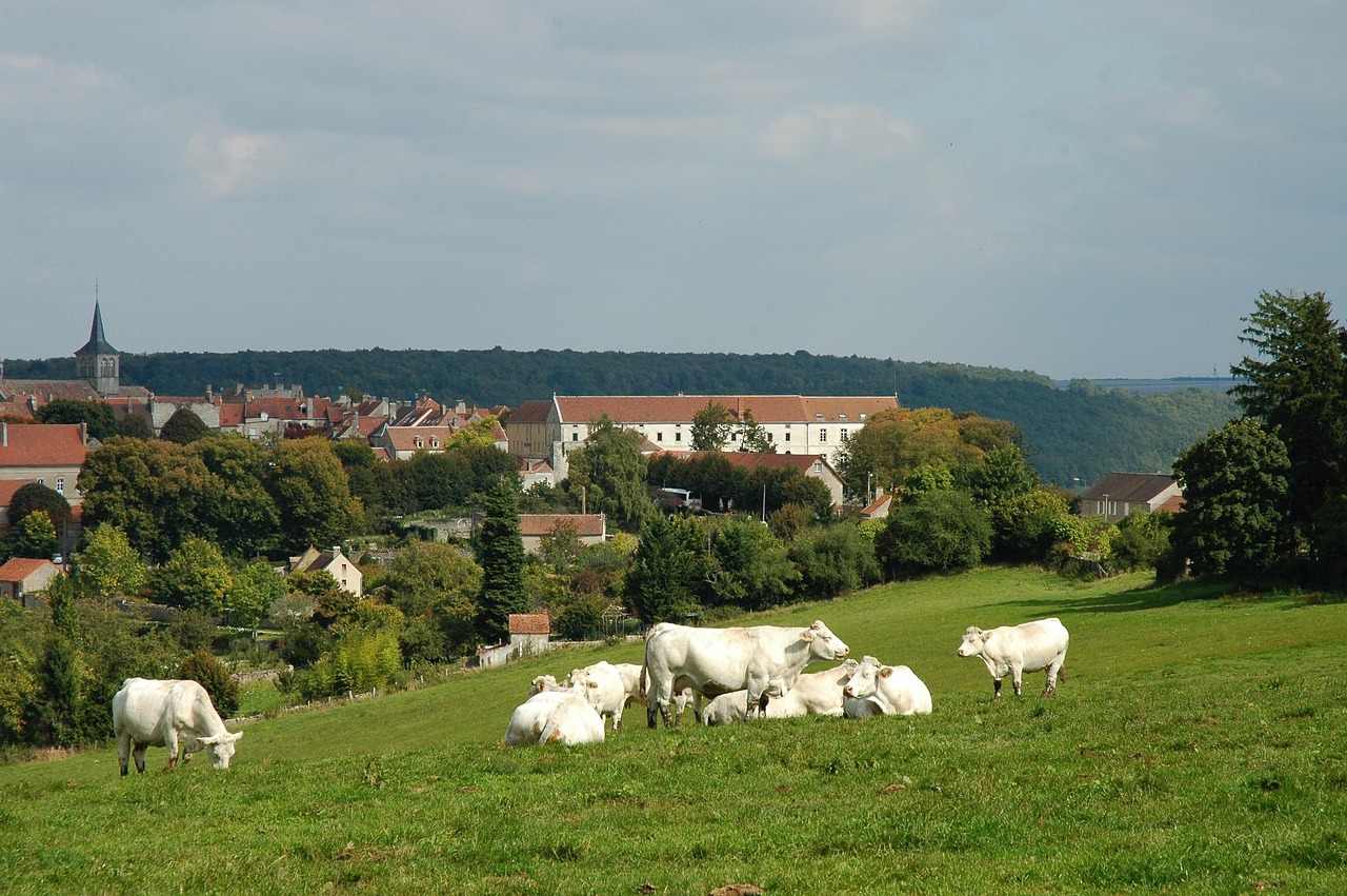 Pastagem De Gado Vacas Panorama - Foto gratuita no Pixabay - Pixabay
