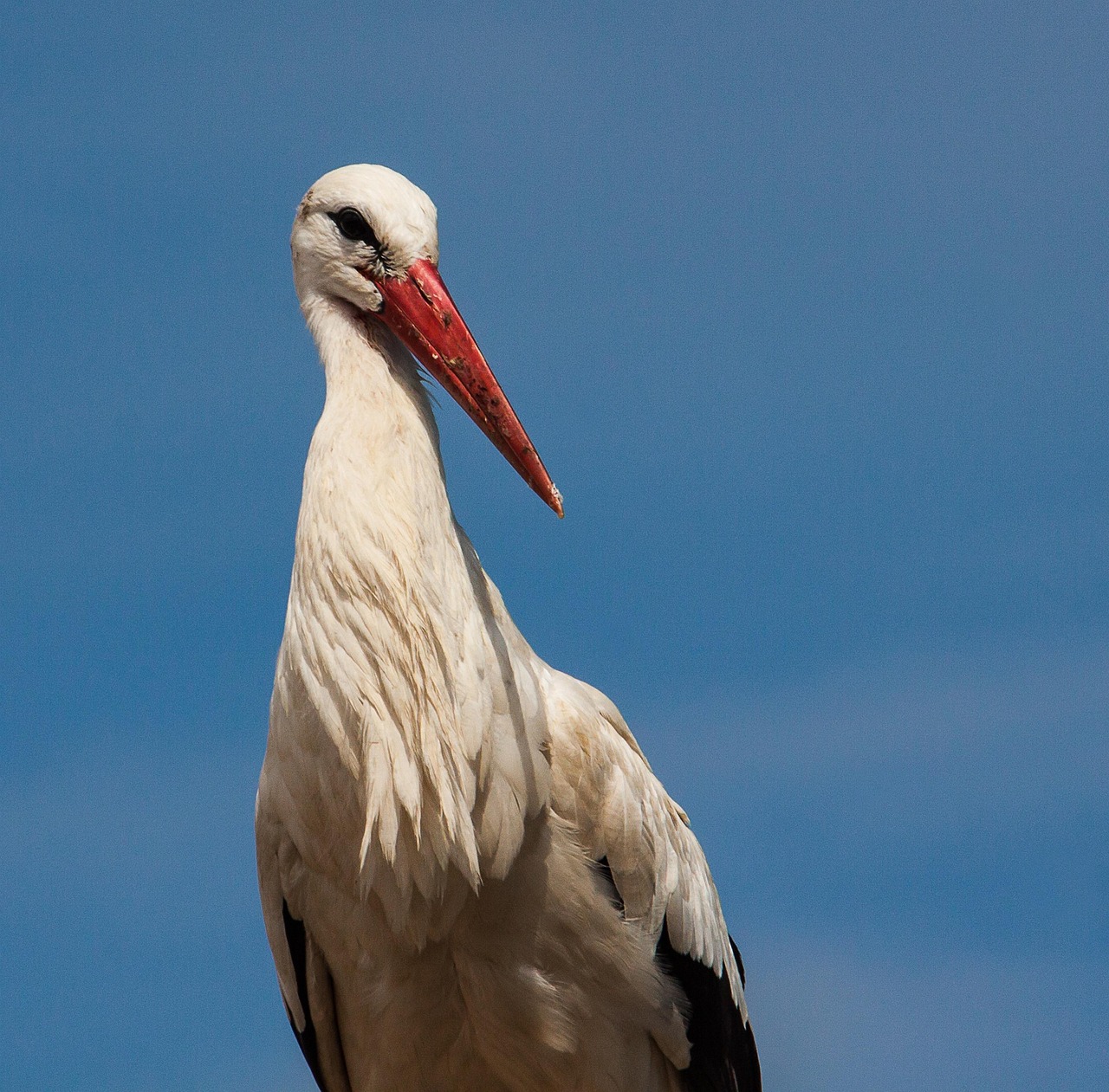 Cigogne Oiseau Faune - Photo gratuite sur Pixabay - Pixabay