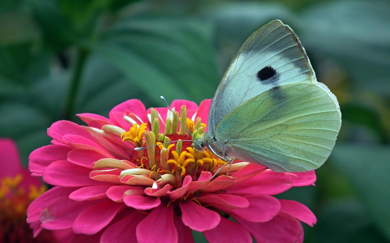 Butterfly Insect Nature - Free photo on Pixabay - Pixabay
