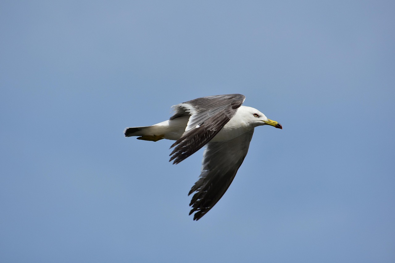 Animal Cielo Pájaro Ave - Foto gratis en Pixabay - Pixabay