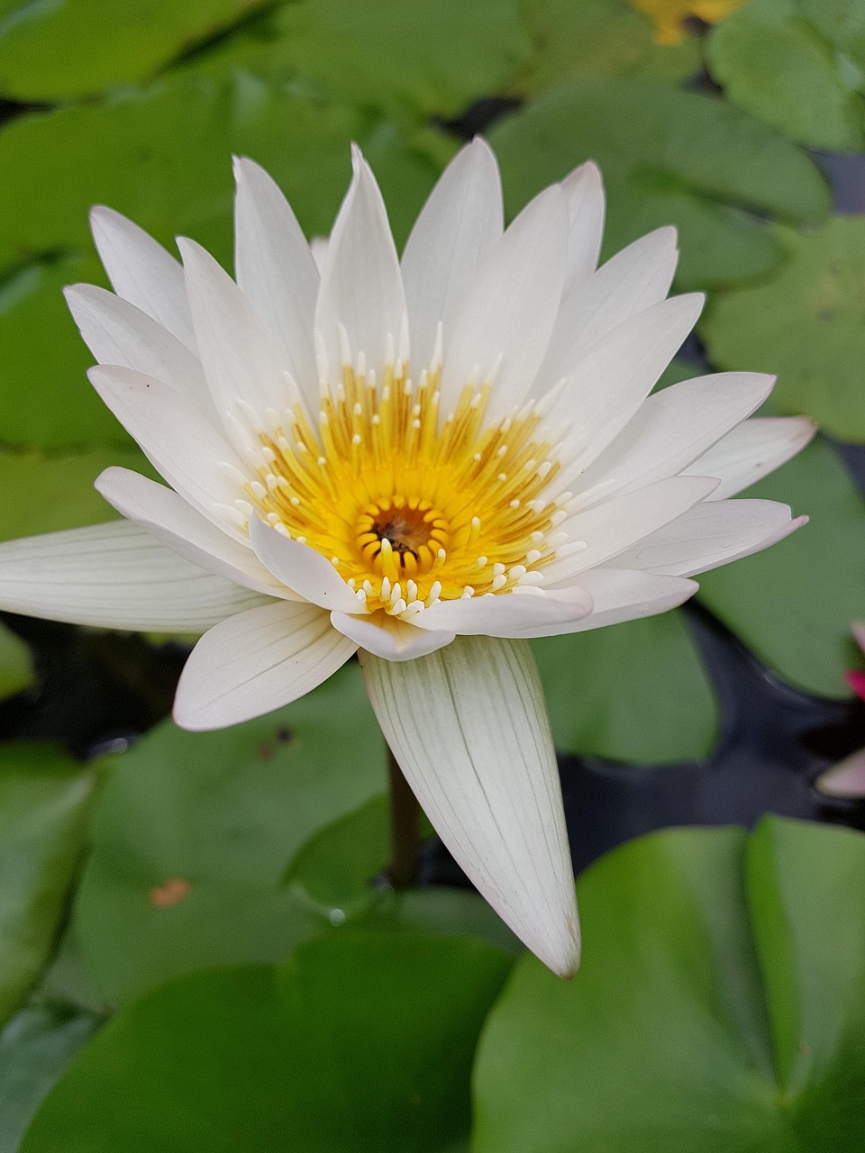 Lotus Fleur - Photo gratuite sur Pixabay - Pixabay