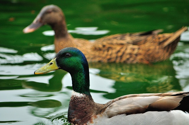 Pato Real Patos - Foto gratis en Pixabay - Pixabay