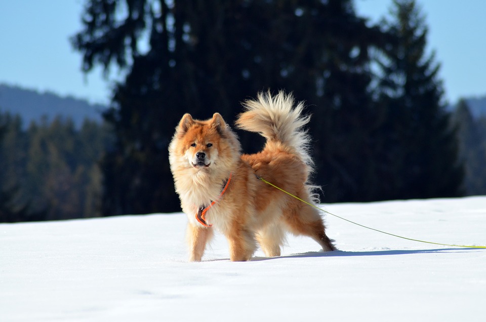 Eurasier Perro Animal Domestico - Foto gratis en Pixabay - Pixabay