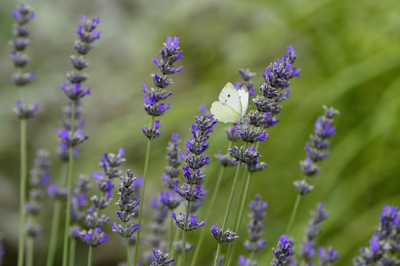 Lavender Flower Butterfly - Free photo on Pixabay - Pixabay