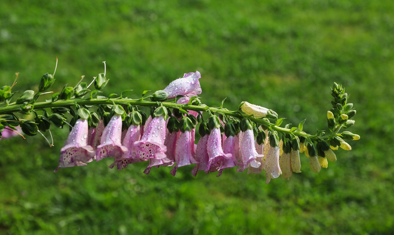 Foxglove Garden Flower Pink - Free photo on Pixabay - Pixabay