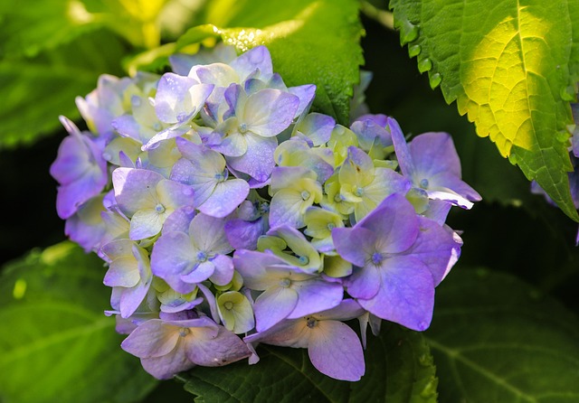 Hortensia Flor Morada Pétalo - Foto gratis en Pixabay - Pixabay