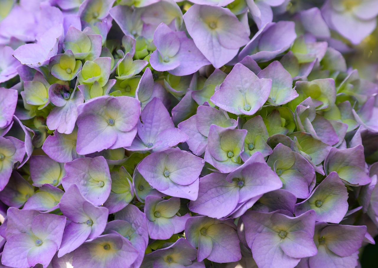 Hortensia Flor Morada Pétalo - Foto gratis en Pixabay - Pixabay